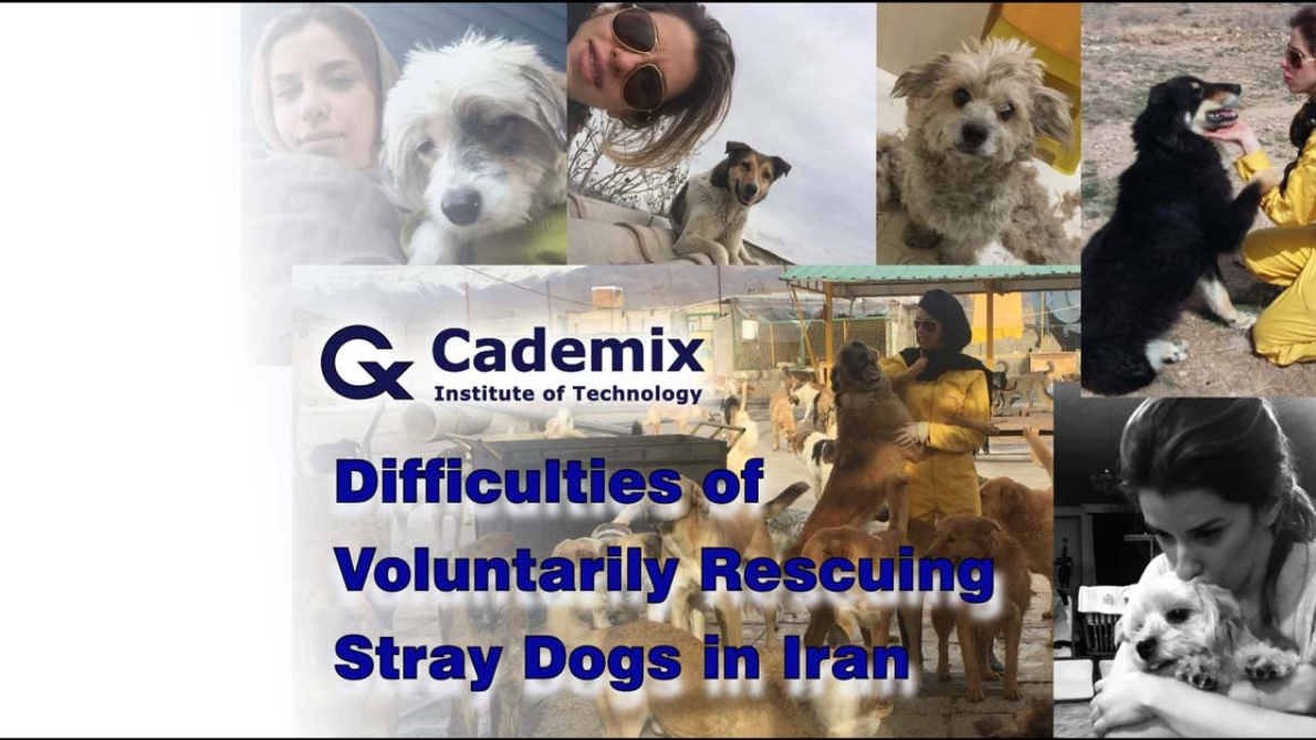Difficulties of Voluntarily Rescuing Stray Dogs in Iran
